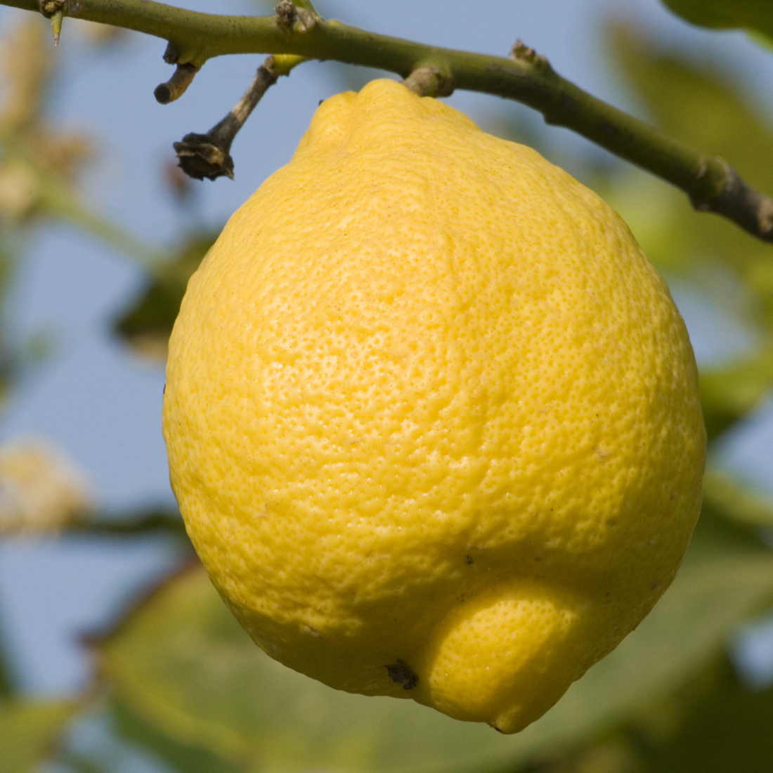 Ponderosa Lemon | Tampa Bay Chapter Rare Fruit Council International